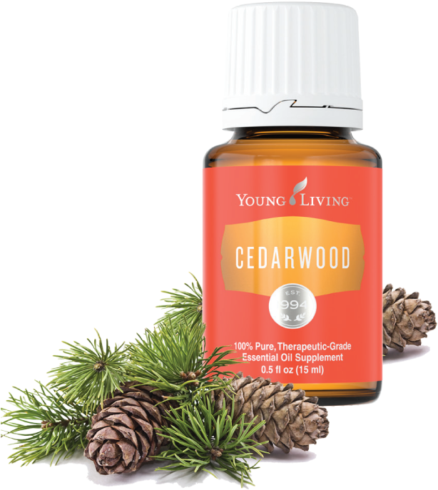 Red Pine Young Living Clipart - Large Size Png Image - PikPng