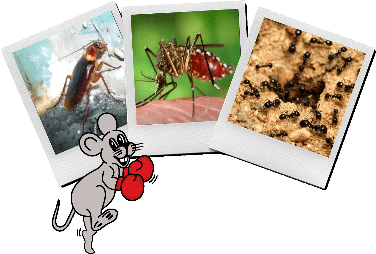 Pest Photo Contest - Cartoon Clipart - Large Size Png Image - PikPng