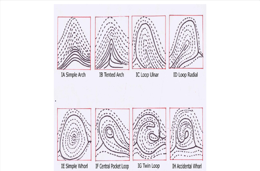 Types Of Finger Patterns - Identifying Fingerprints Clipart - Large ...