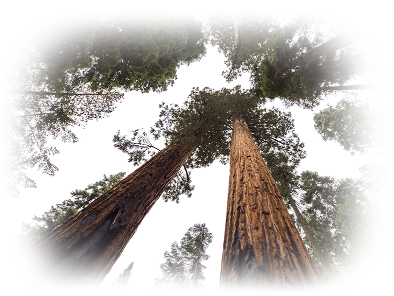 Redwood Tree Png - Winter Aid Clipart - Large Size Png Image - PikPng