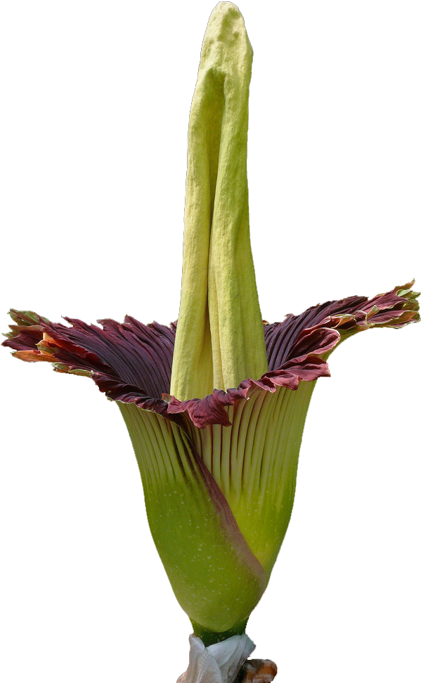 Corpse Flower Png Clipart - Large Size Png Image - PikPng