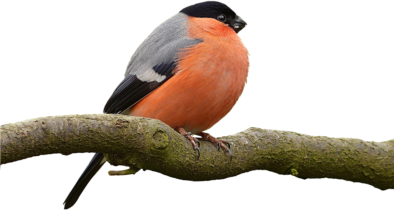 Eurasian Bullfinch Fat Clipart - Large Size Png Image - PikPng