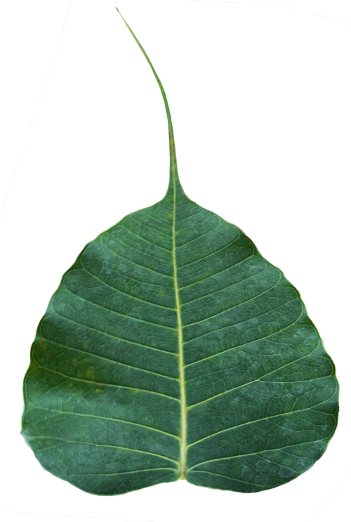 Free Photos Sacred - Bodhi Tree Leaf Png Clipart - Large Size Png Image ...