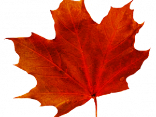 Download Maple Leaf Clipart Transparent Background - Leaf Png No ...