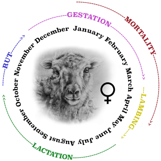 The Sheep Year - Sheep Clipart - Large Size Png Image - PikPng