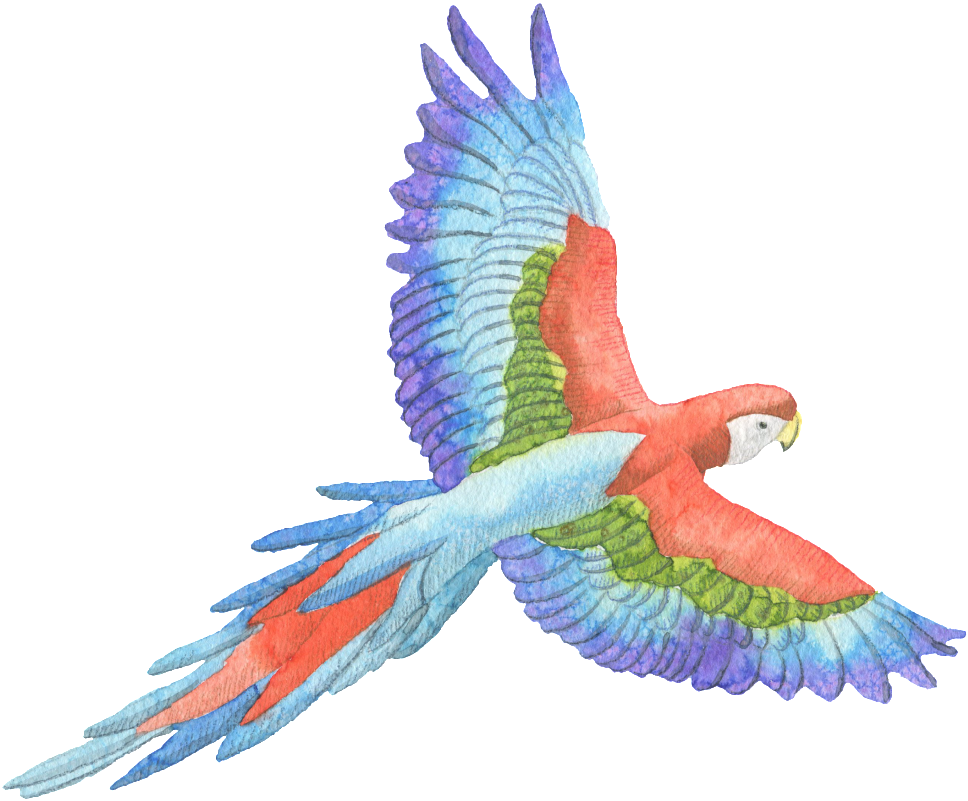 Tricolor Parrot Watercolor Transparent Decorative Pattern - Bird Quote ...