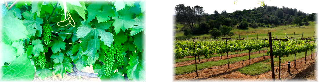 Vineyard Clipart - Large Size Png Image - PikPng