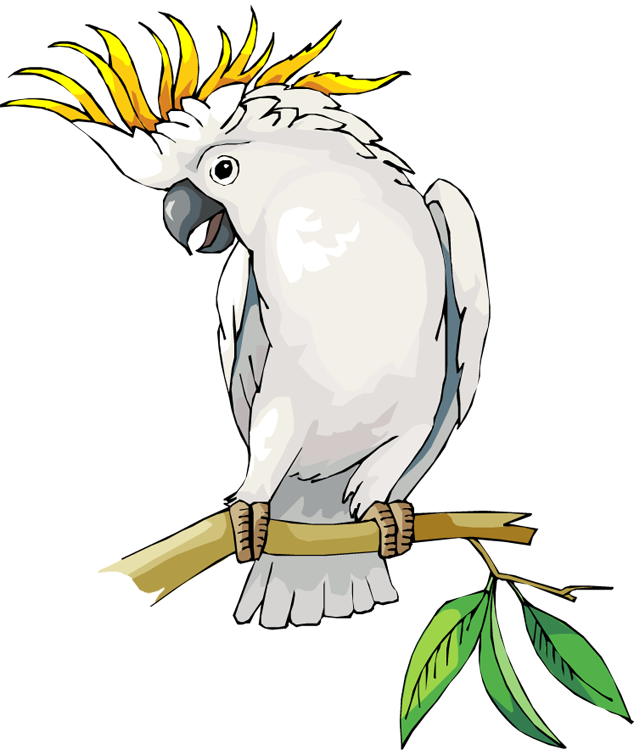 Download Free Parrot And Macaw Clipart - Cockatoo Clipart - Png ...