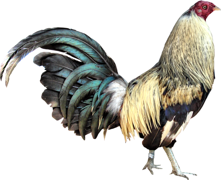 Gamecock - Game Cock Png Clipart - Large Size Png Image - PikPng