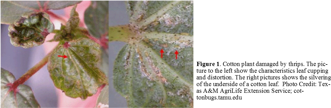 Type Of Abiotic Damage, And The Article Can Be Found - Plant Pathology ...
