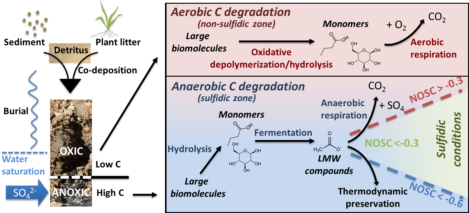 , Noël, V - Anoxic Organic Matter Degradation Clipart - Large Size Png ...