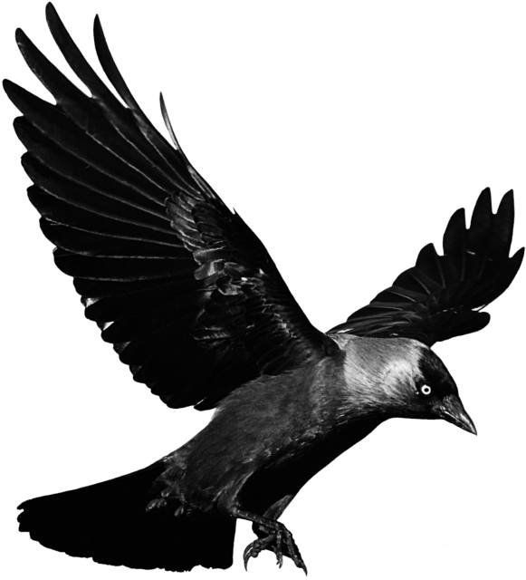 #mq #black #raven #bird #birds - Flying Raven Transparent Clipart ...