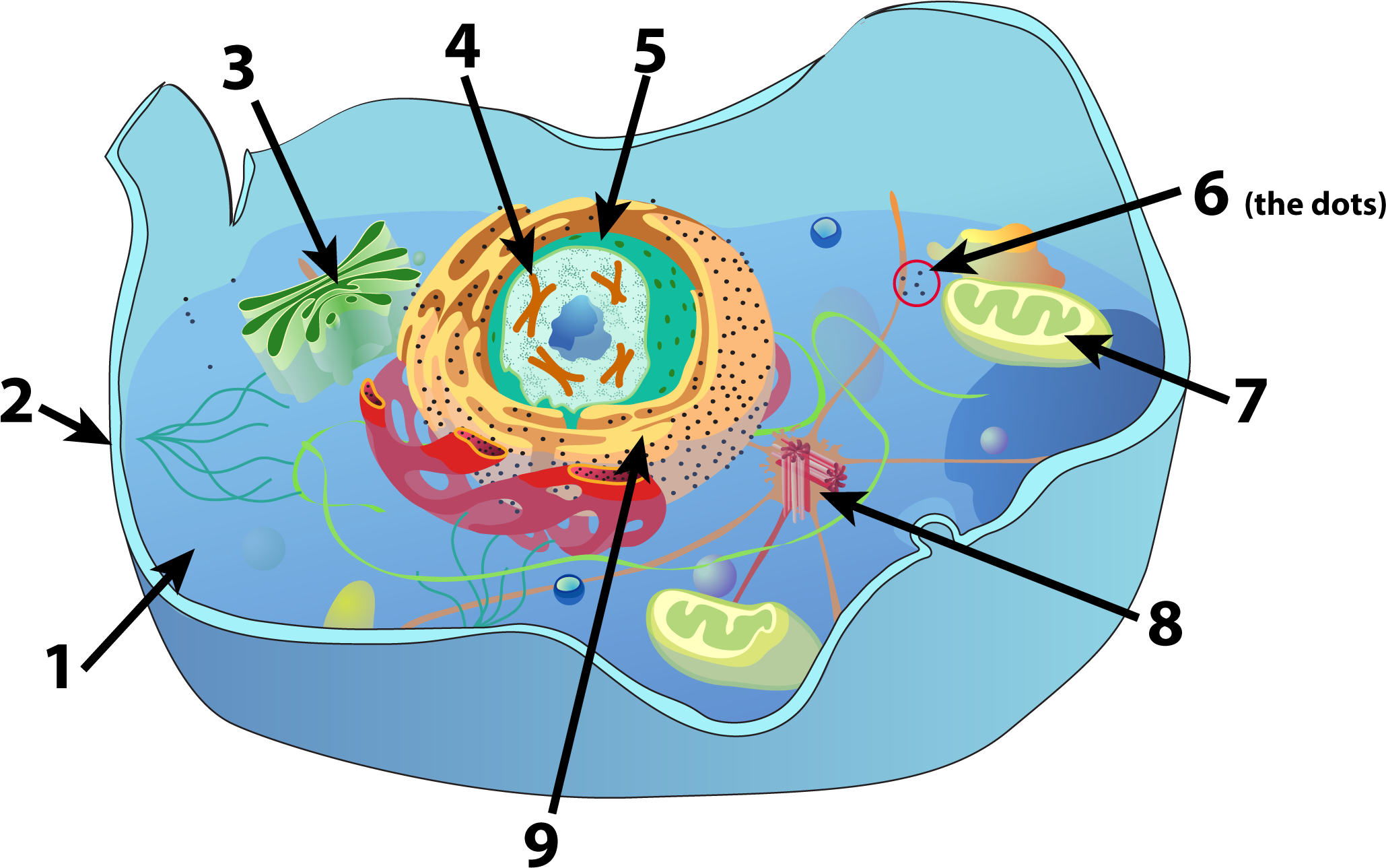 Animal Cell Numbered - Circle Clipart - Large Size Png Image - PikPng