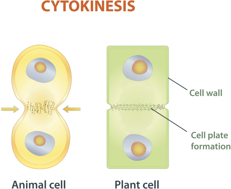 Download Cytokinesis Is The Final Stage Of Eukaryotic Cell Division ...