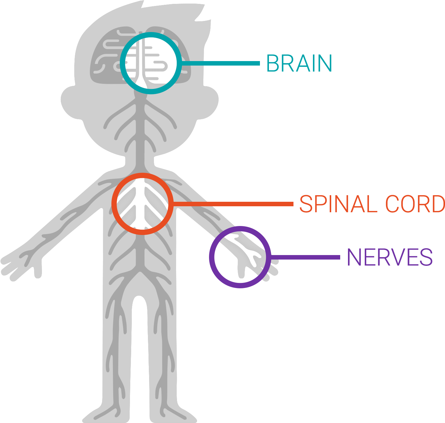 The Nervous System - Graphic Design Clipart - Large Size Png Image - PikPng