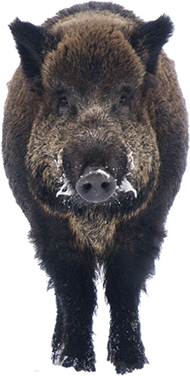 Boar Free Png Image - Wild Boar Png Clipart - Large Size Png Image - PikPng