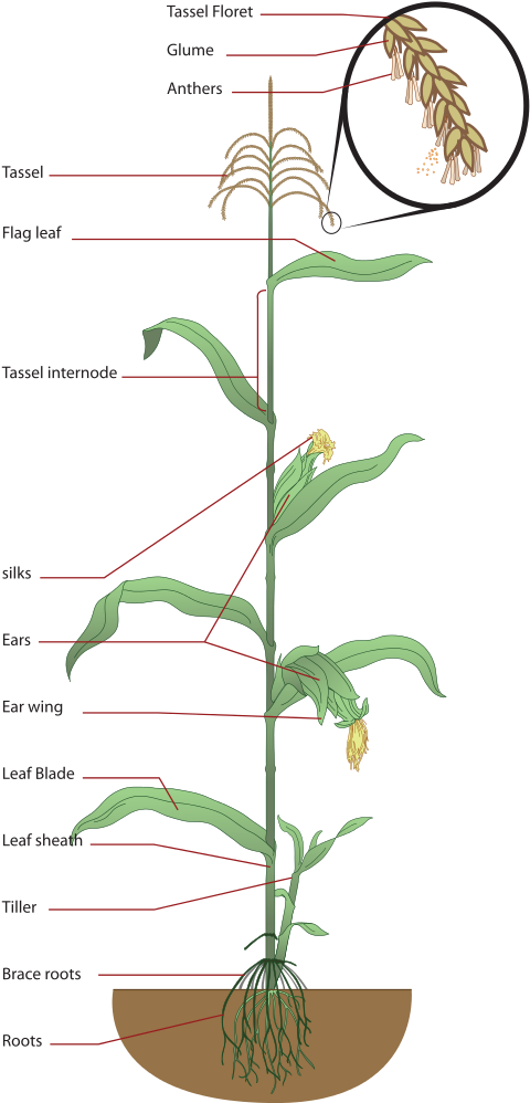 Download Maize Plant Diagram - Labelled Diagram Of Maize Plant Clipart ...