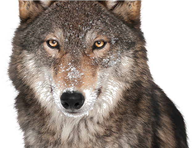Grey Wolf In White Background Clipart - Large Size Png Image - PikPng