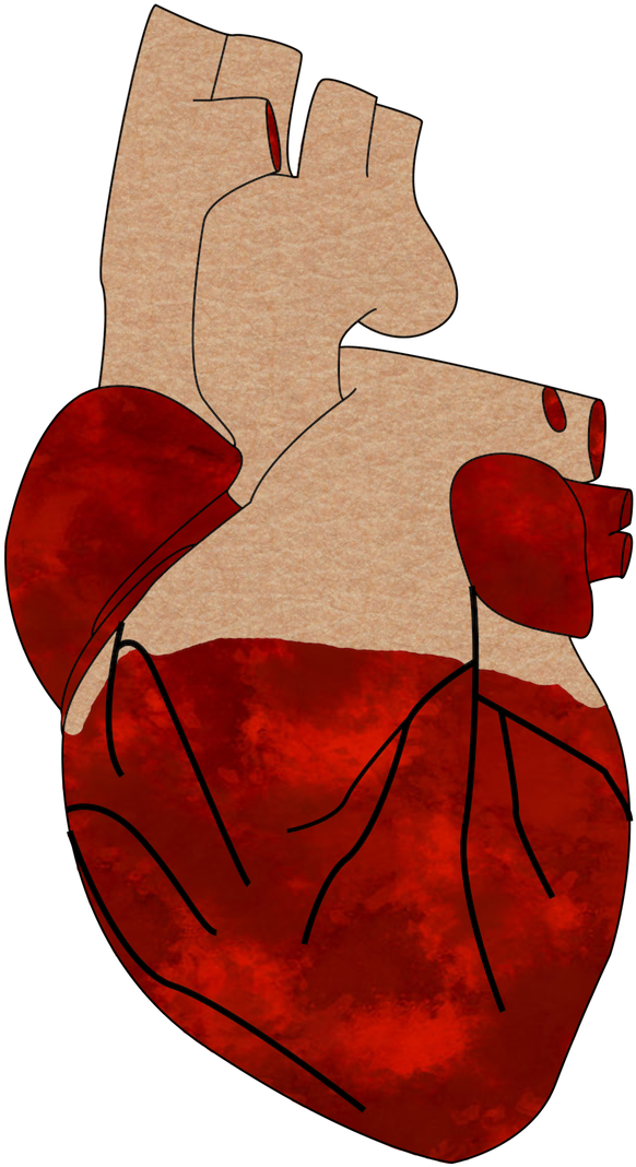 A Realistic Heart - Cartoon Clipart - Large Size Png Image - PikPng