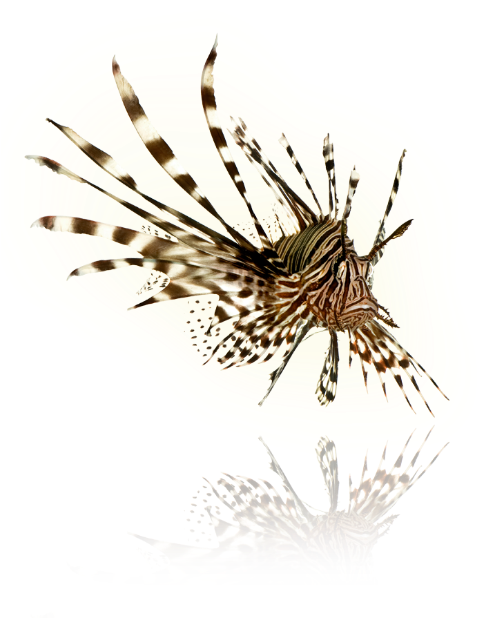 Lionfish Png , Png Download - Lionfish Clipart - Large Size Png Image ...