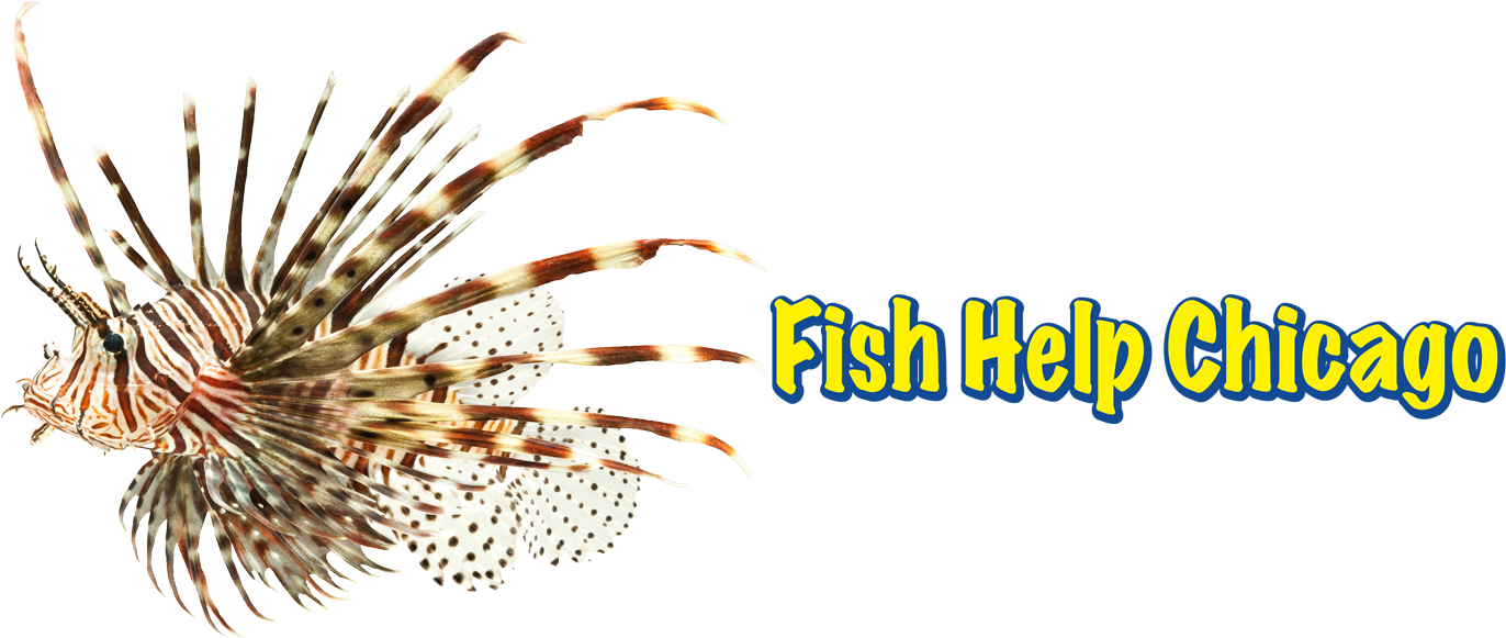 Logo@2 - Lion Fish White Background Clipart - Large Size Png Image - PikPng