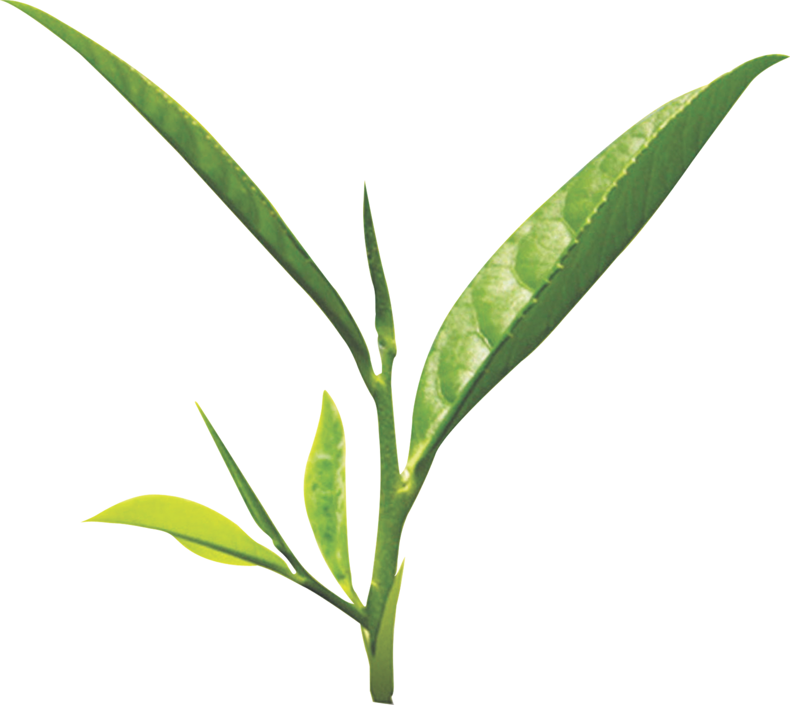 Tea Leaf Png - Green Tea Leaf Png Clipart - Large Size Png Image - PikPng