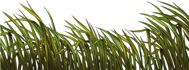 Reeds Png Clipart - Large Size Png Image - PikPng