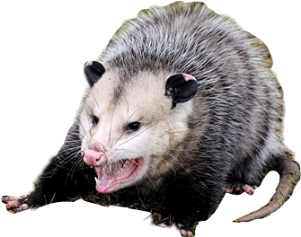 Common Opossum Clipart - Large Size Png Image - PikPng