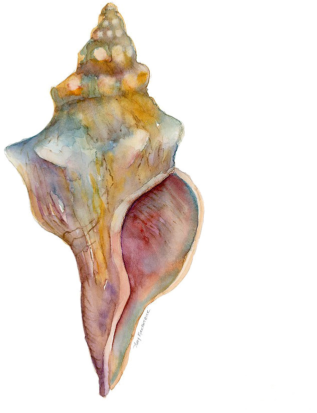 Conch Free Png Image - Horse Conch Clipart - Large Size Png Image - PikPng