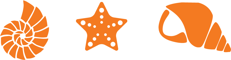 Sea Shells Clipart - Large Size Png Image - PikPng