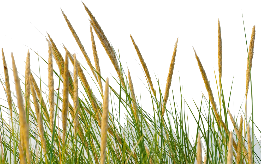 Grass Straw Png - Grass Africa Png Clipart - Large Size Png Image - PikPng