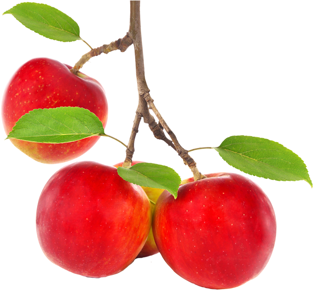 Apple Tree Png - Red Apples Tree Png Clipart - Large Size Png Image ...