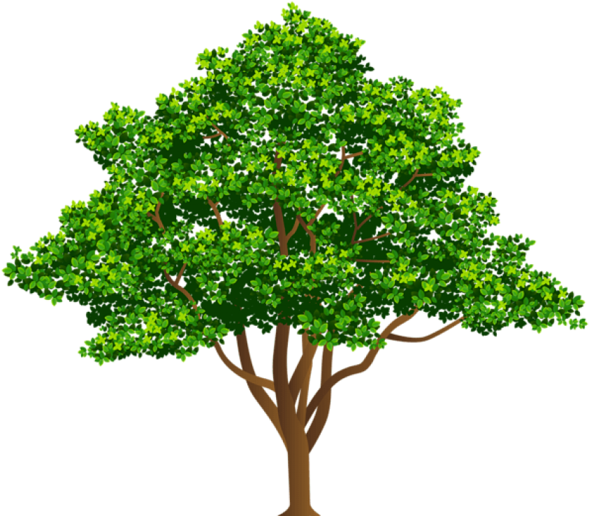 Free Png Download Tree Free Png Images Background Png - Tree Png ...