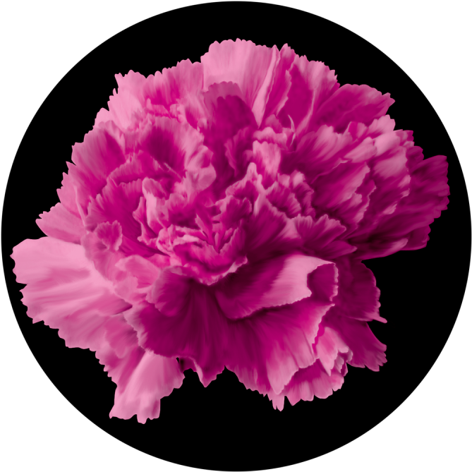 Pink Carnation - Carnation Clipart - Large Size Png Image - PikPng