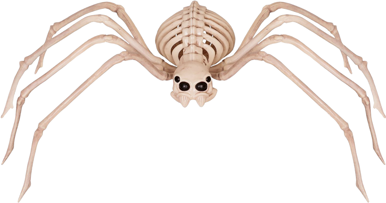 Spider Skeleton Clipart Large Size Png Image Pikpng