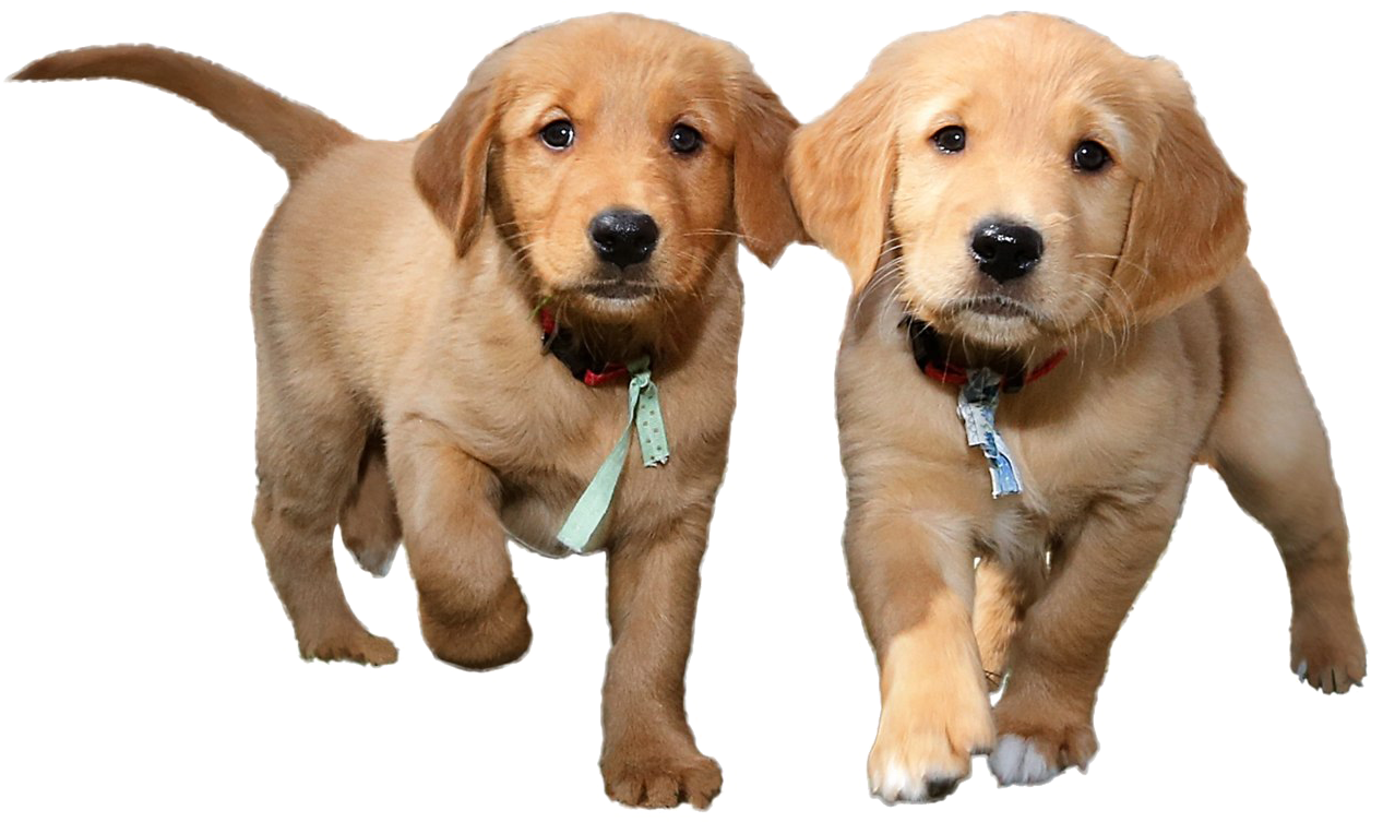 Puppies Png Background Image - Puppy Transparent Background Clipart ...