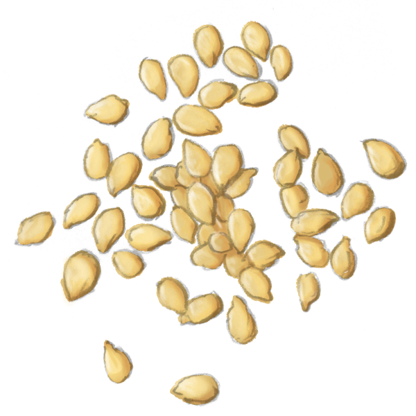 Download Sesame Seeds Png - - Seed Clipart Png Download - PikPng