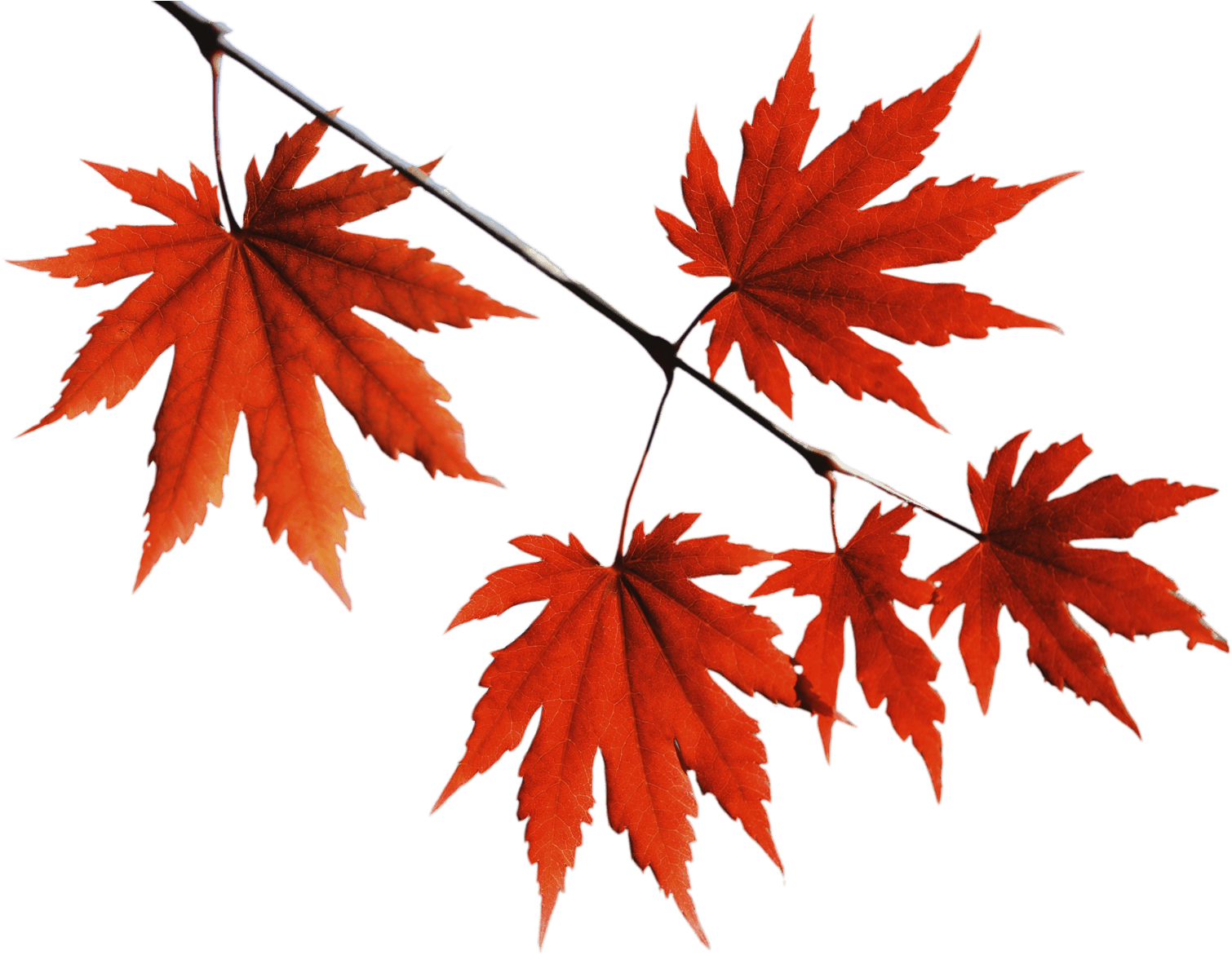 Download Red Leaves Png - Red Leaves Tree Png Clipart Png Download - PikPng