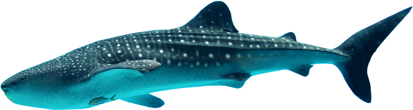 Great White Shark Clipart Whale Shark - Ocean City Whale Shark - Png ...