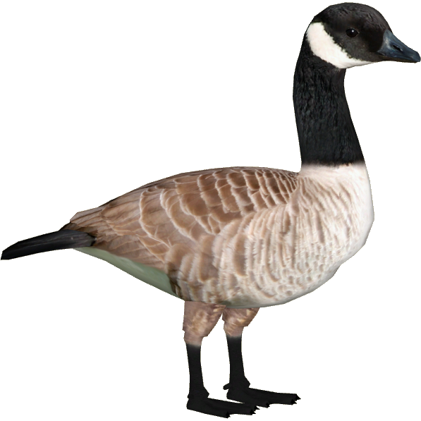 Goose Png Clipart - Large Size Png Image - PikPng