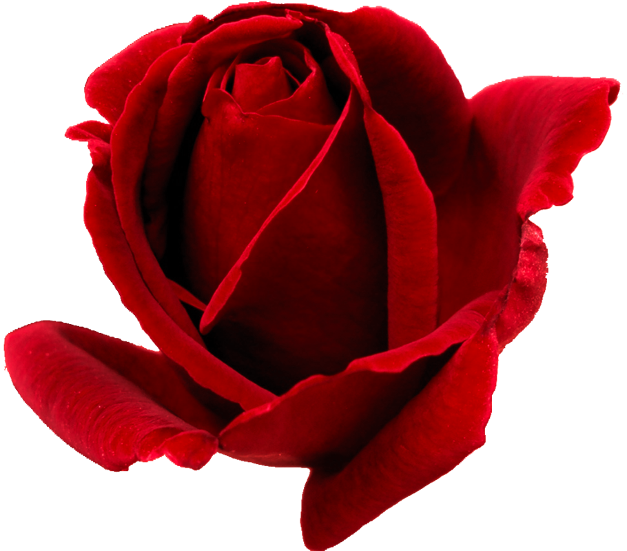 Rosa Png - Red Rose Bud Png Clipart - Large Size Png Image - PikPng