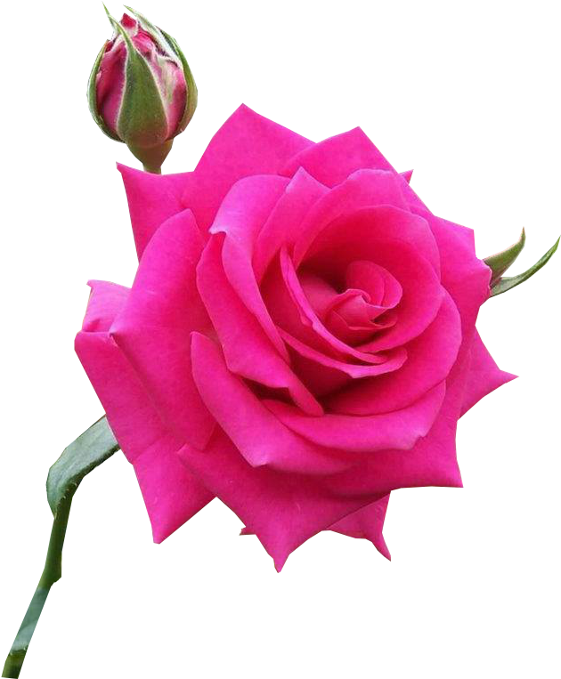 Flor Rosa Pink Png - Garden Roses Clipart - Large Size Png Image - PikPng