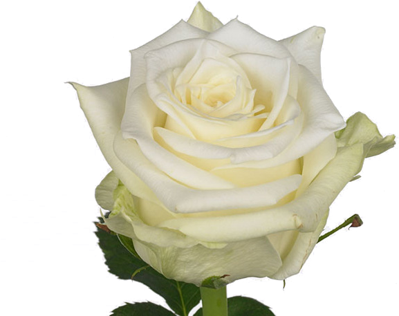 Png Rosa Bianca Rosa Bianca Png Clipart Large Size Png Image Pikpng