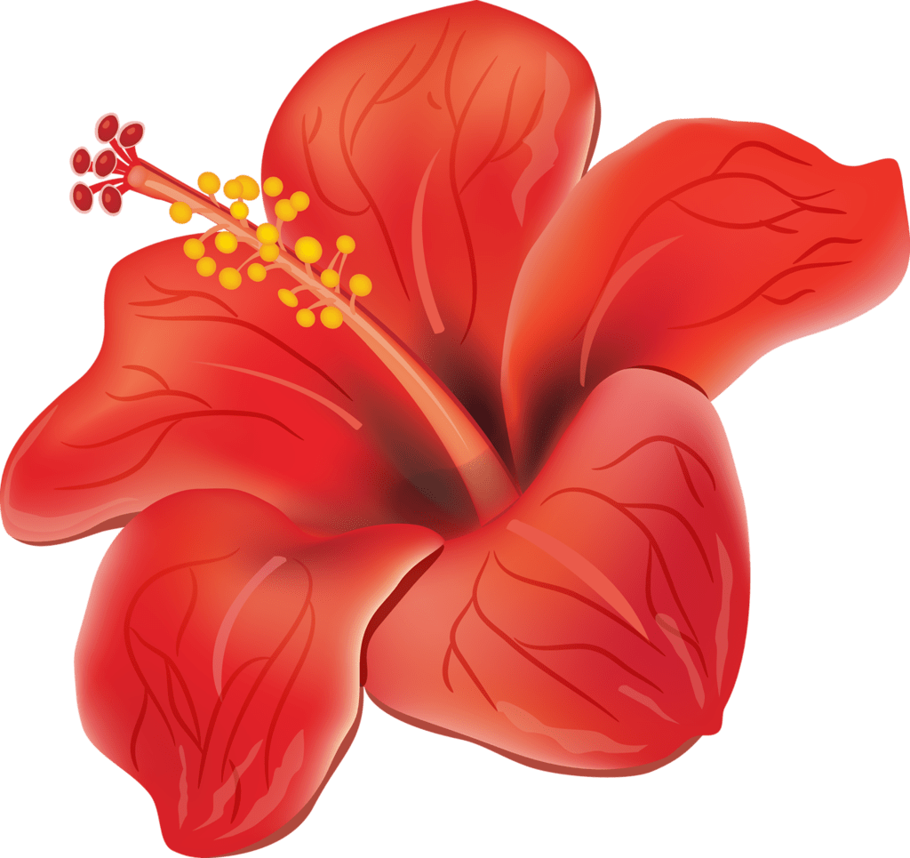 Flores Moana De Verdade Clipart - Large Size Png Image - PikPng