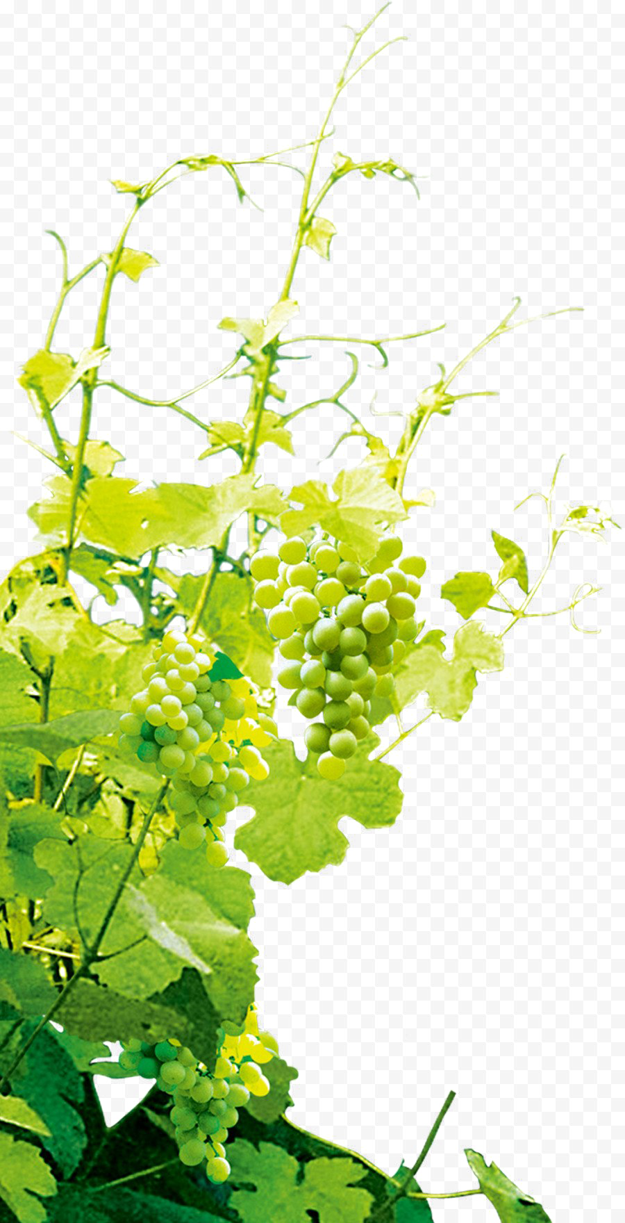 Grapevine Png Photo - Grapevine Png Clipart - Large Size Png Image - PikPng