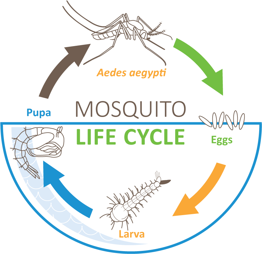 Download Mosquito Life Cycle - Circle Clipart - Large Size Png Image ...