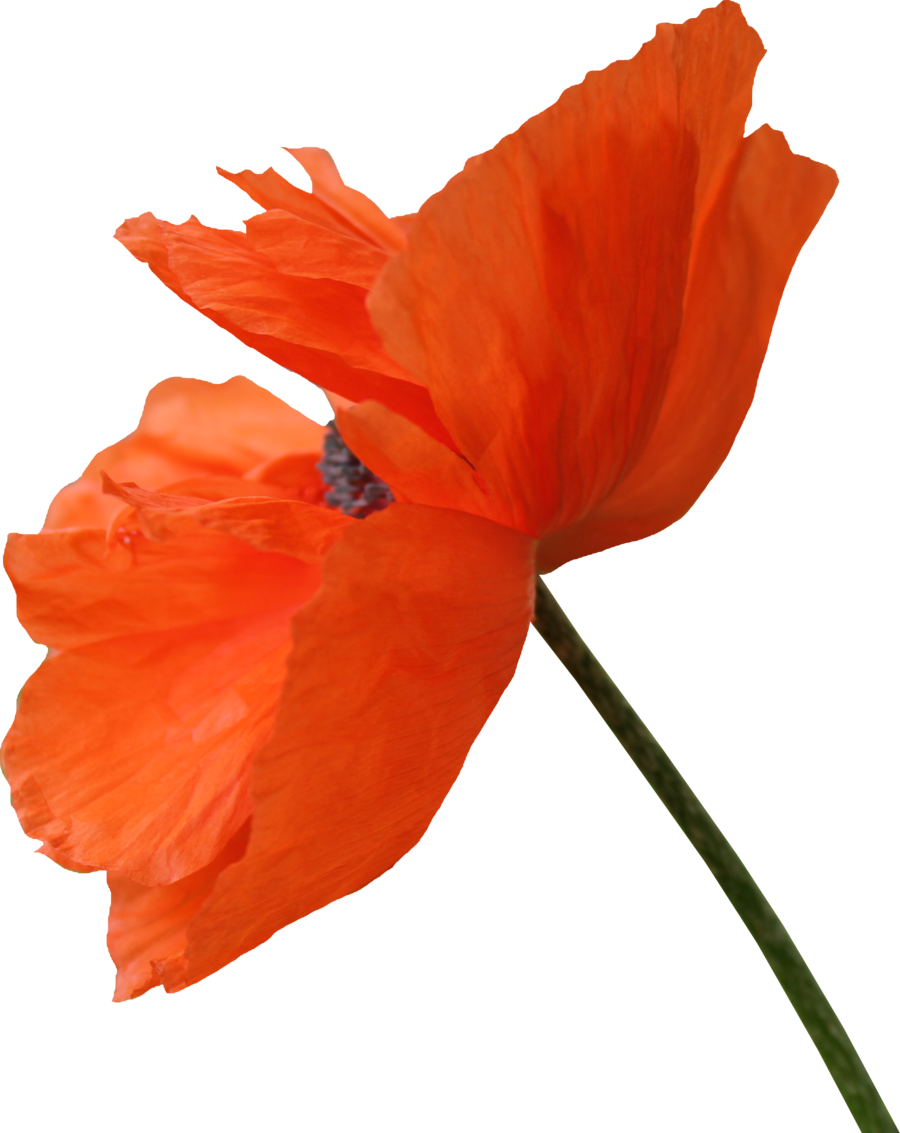 Red Poppy Png Clipart - Large Size Png Image - PikPng