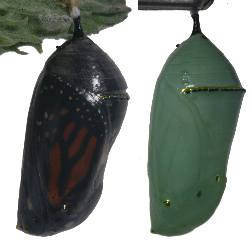 Comparing - Crisalida Negra Clipart - Large Size Png Image - PikPng