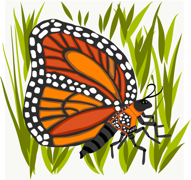 Monarch Butterfly Clipart - Large Size Png Image - PikPng