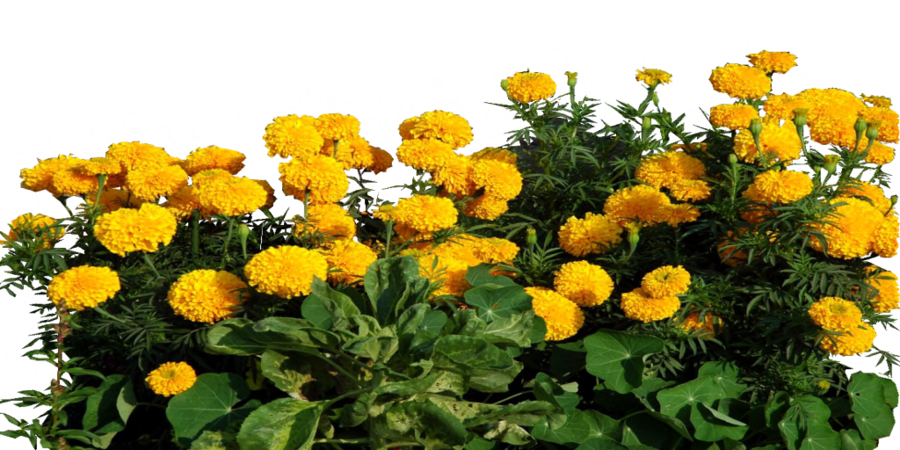 Marigold Clipart Transparent - Transparent Marigold Flower Png - Large ...